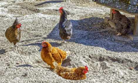 A Case for Sand for Chicken Coop Bedding - Grit